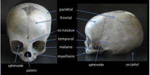 anatomie et croissance du crâne : sutures et fontanelles ...