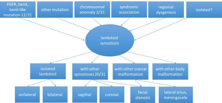 la craniosténose de la suture lambdoïde – neurochirurgie pédiatrique